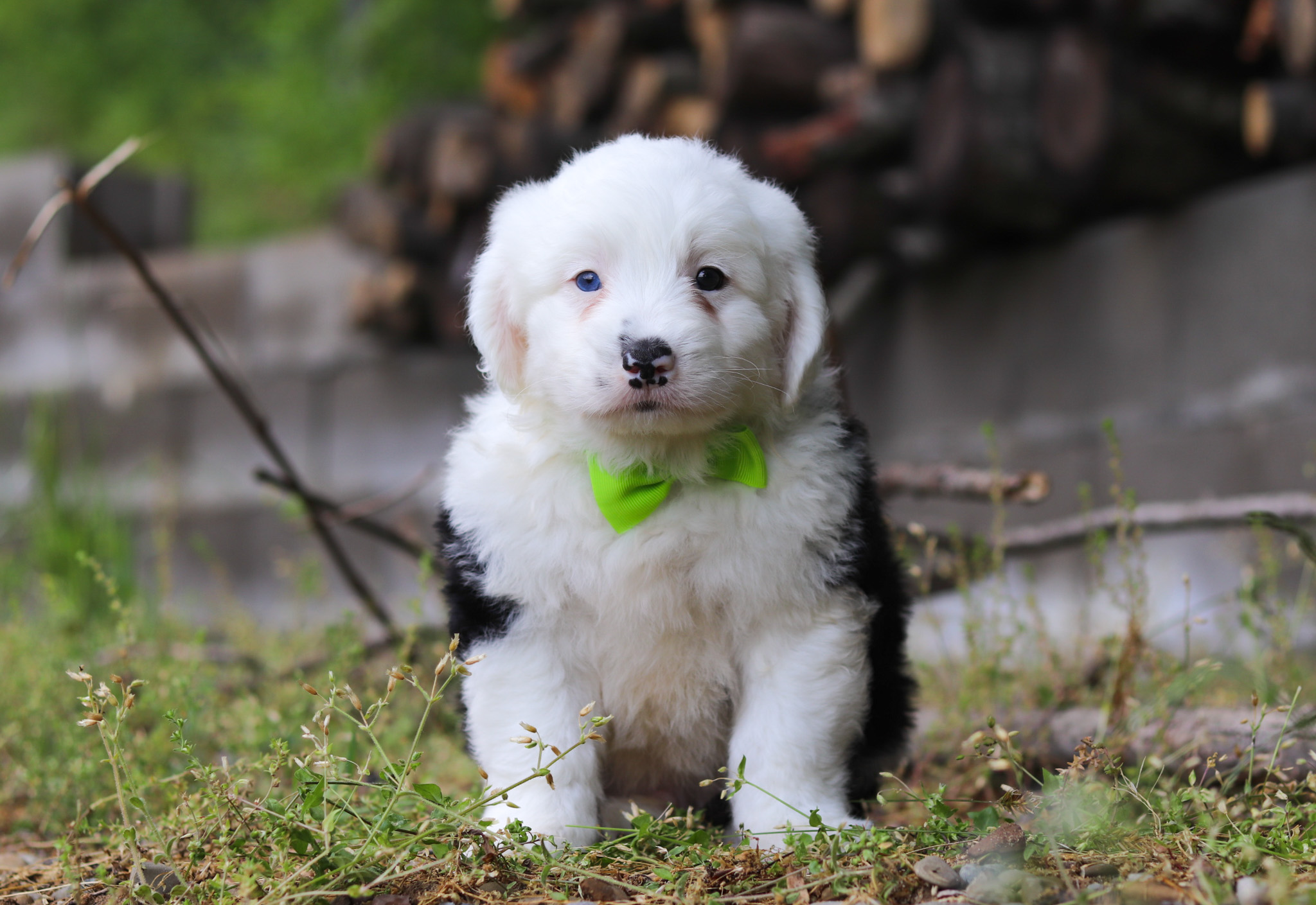 Snoopy | Edgewater Companions